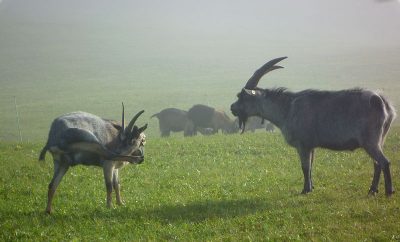 Why Do Goats Flap Their Tongues? - Goat Journal